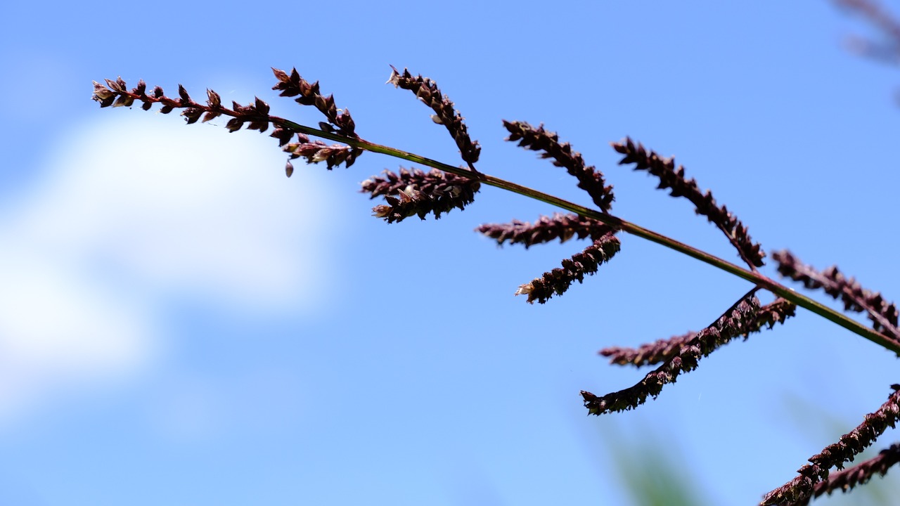 Flores De Grama Flor - Foto gratuita no Pixabay - Pixabay