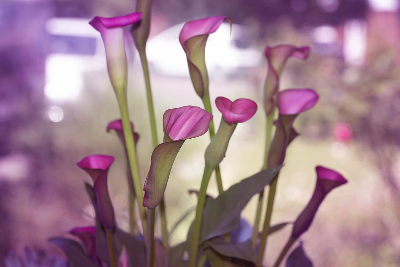 Magnifique Fleurs Bella Le - Photo gratuite sur Pixabay - Pixabay