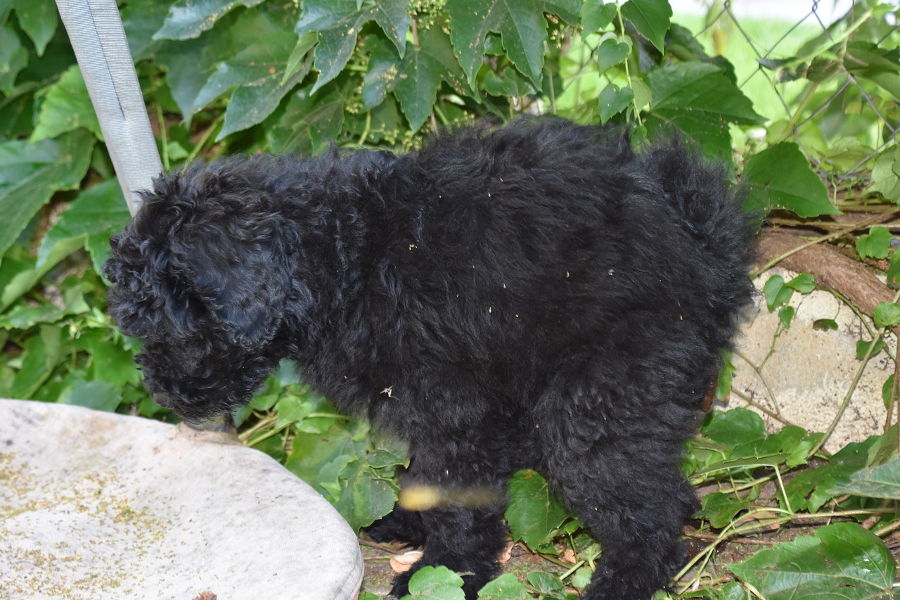 Puli Chiot Chien - Photo gratuite sur Pixabay - Pixabay