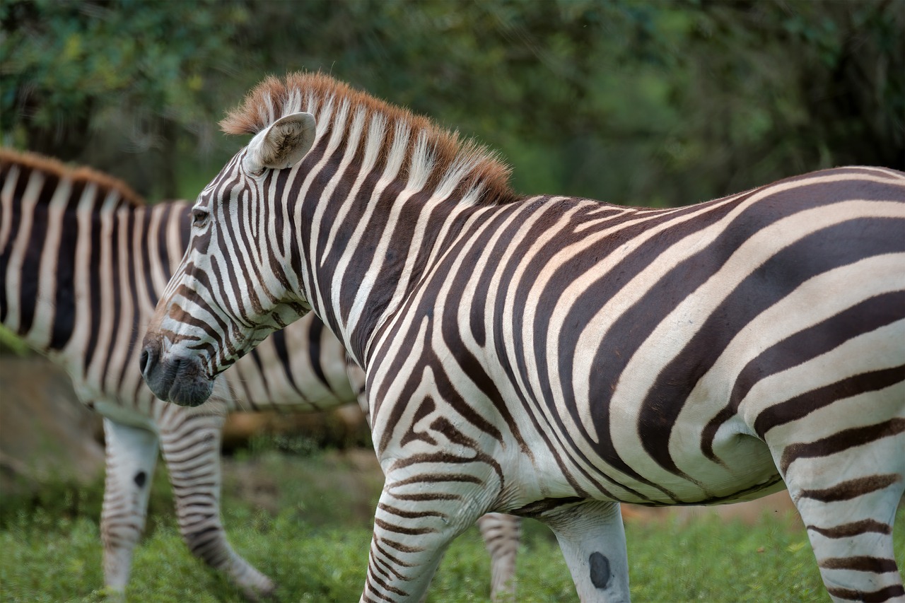 Zebra Listras Natureza Animais - Foto gratuita no Pixabay - Pixabay