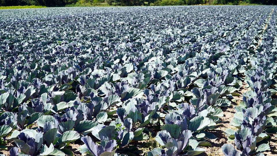 Farm Kohl Vegetable - Free photo on Pixabay