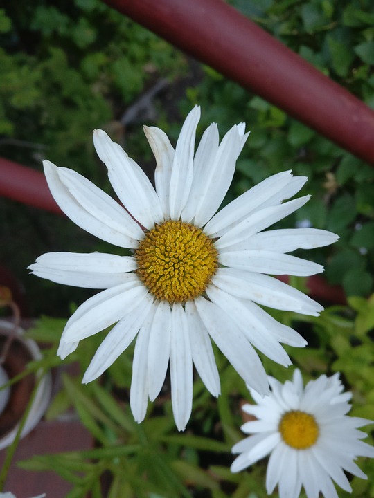 Daisy Bunga Pot Musim - Foto gratis di Pixabay - Pixabay