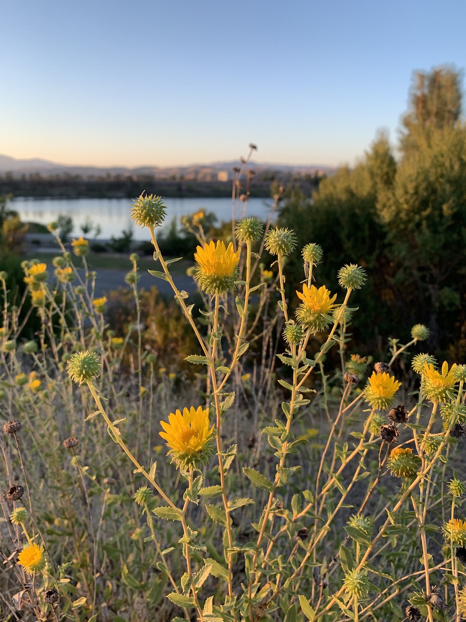 Gumweed 黄色 野花 - Pixabay上的免费照片 - Pixabay