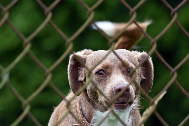 Dog Animal Fencing The - Free photo on Pixabay - Pixabay