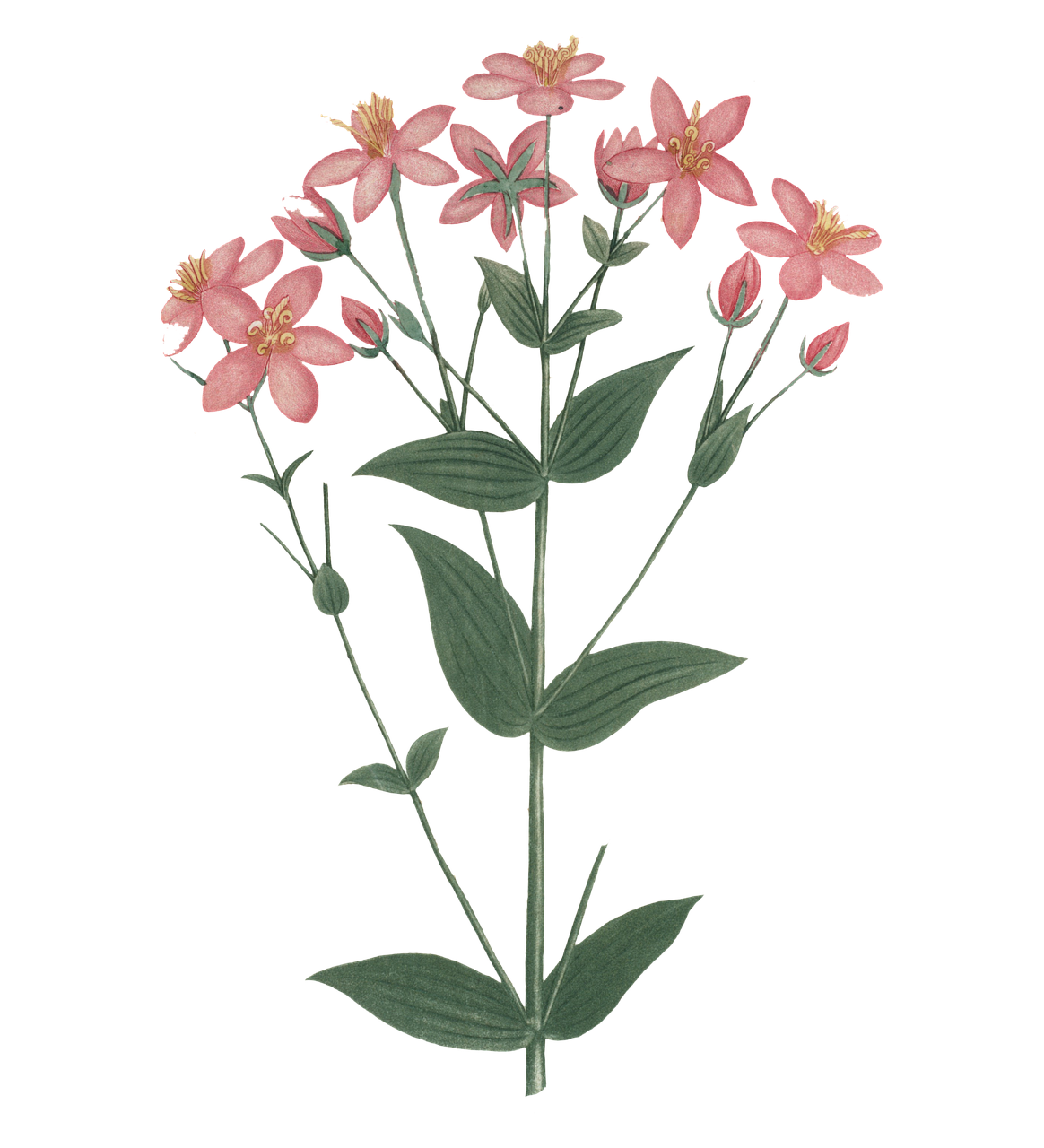 Download Flowers Pink Nature Royalty-Free Stock Illustration Image ...