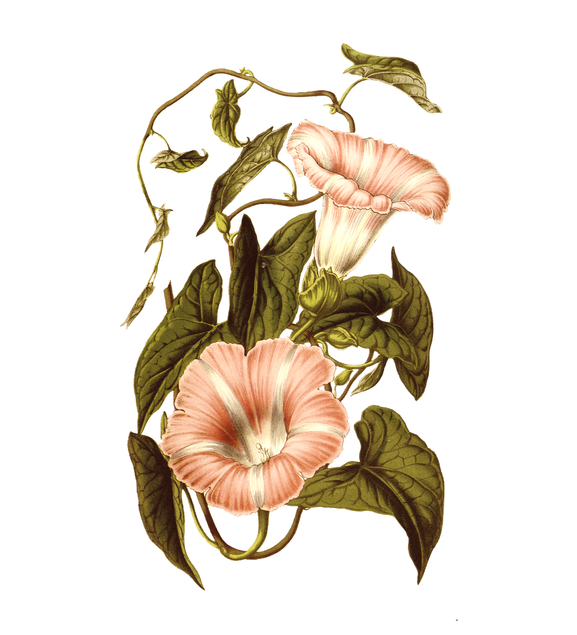 花朵 粉色的 自然 - Pixabay上的免费图片 - Pixabay
