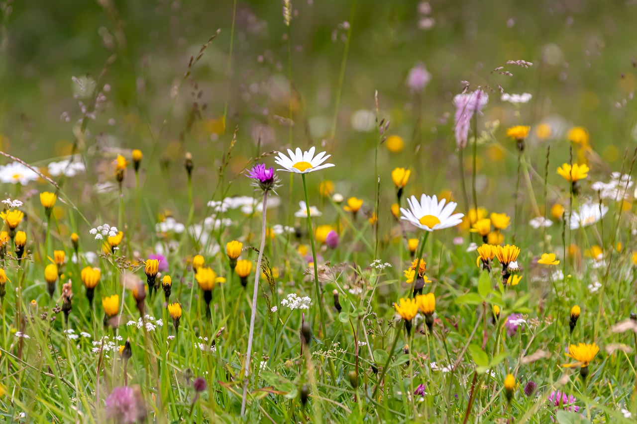 Flower Meadow Flowers Plant - Free photo on Pixabay