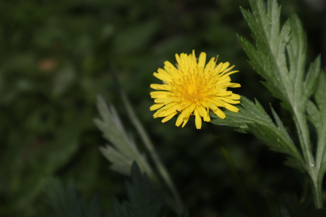 Bunga Kuning Alam - Foto gratis di Pixabay - Pixabay