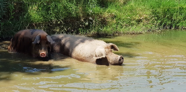 Pork Water Animals - Free photo on Pixabay - Pixabay