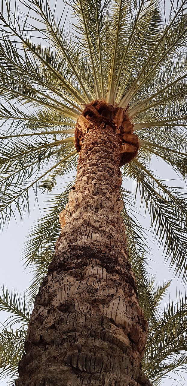 Palm Tree Tropical Summer - Free photo on Pixabay - Pixabay