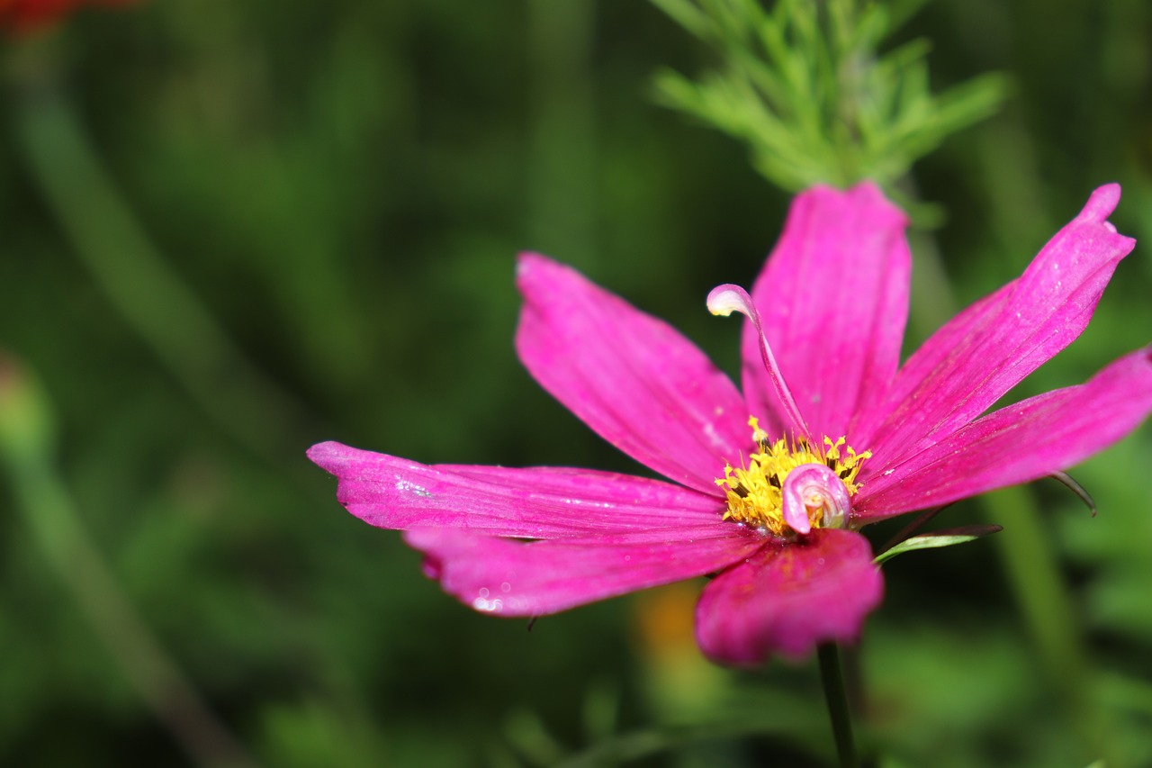 Bunga Tanaman Kelopak Kosmos - Foto gratis di Pixabay - Pixabay