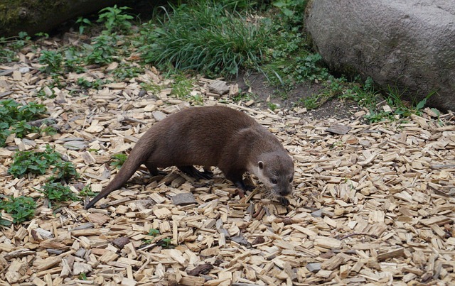 Otter Mammal Fur - Free photo on Pixabay - Pixabay