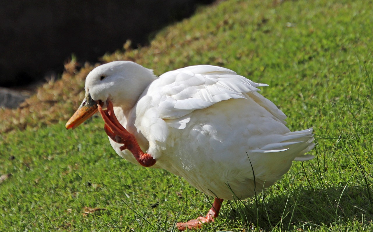 100,000+ Free Preening Bird & Bird Images - Pixabay