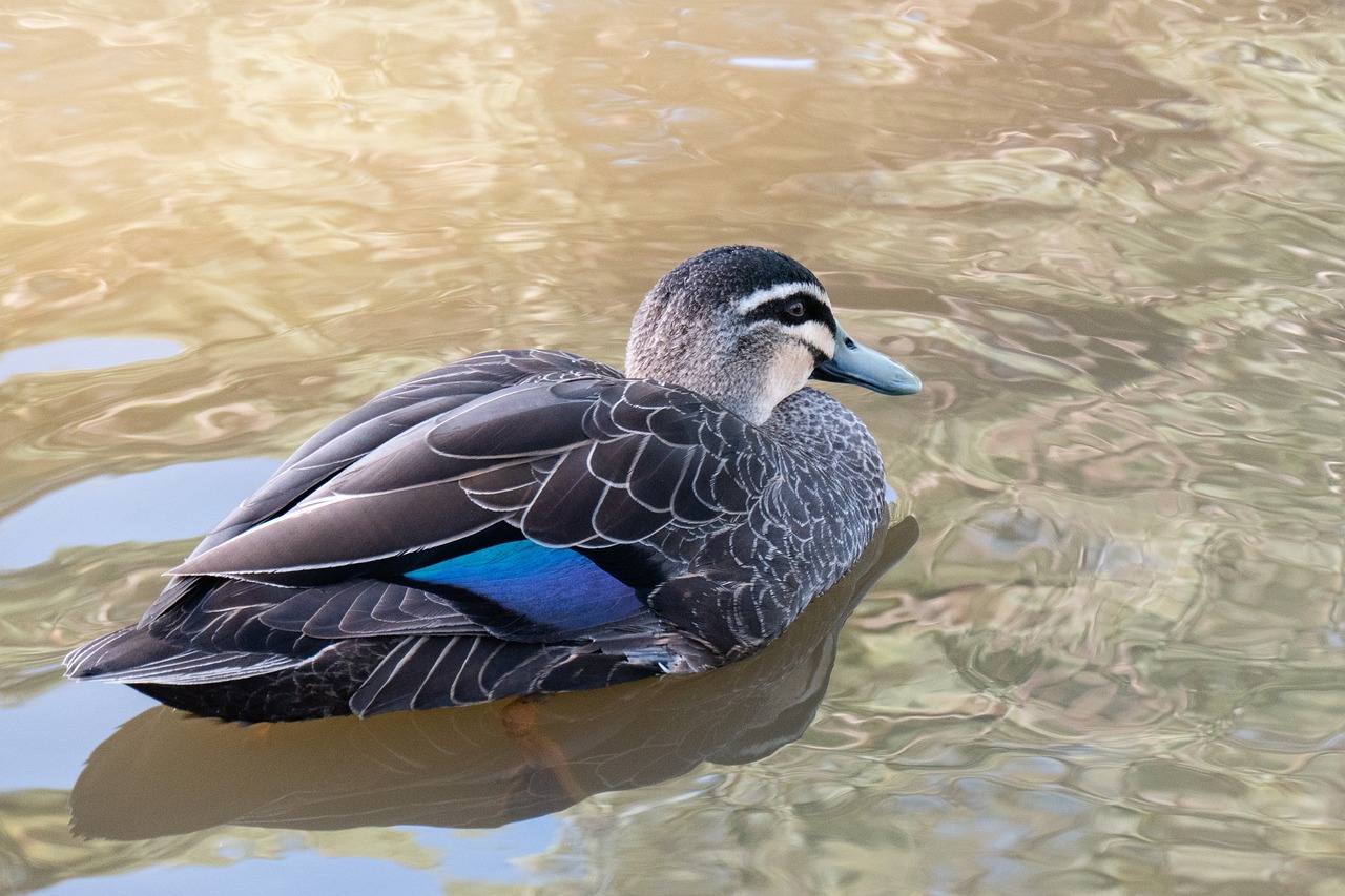 Bird Avian Duck Pacific Black - Free photo on Pixabay - Pixabay