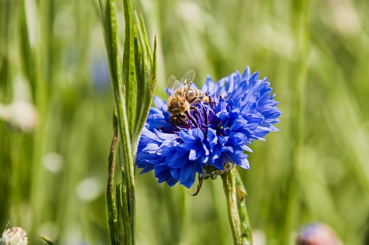 Blauwe Bloem Natuur - Gratis foto op Pixabay