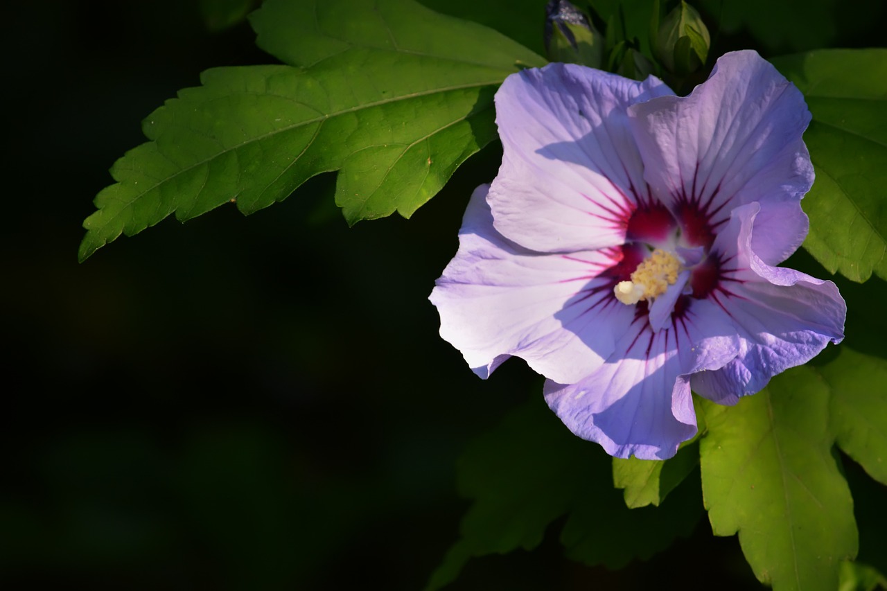 500+ Free Hibiscus Leaves & Hibiscus Images - Pixabay