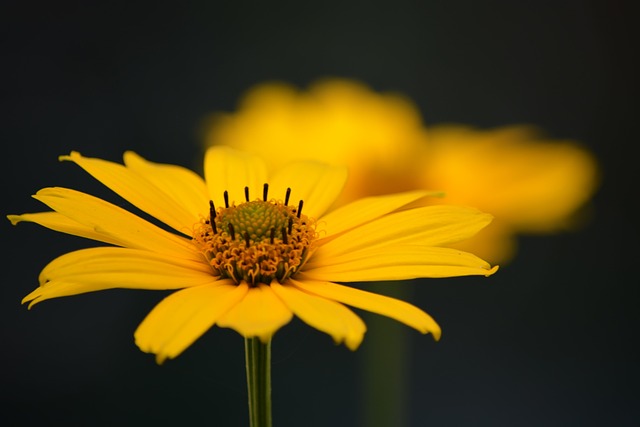 Más de 400 000 imágenes gratis de Tallos De Flores y Naturaleza - Pixabay