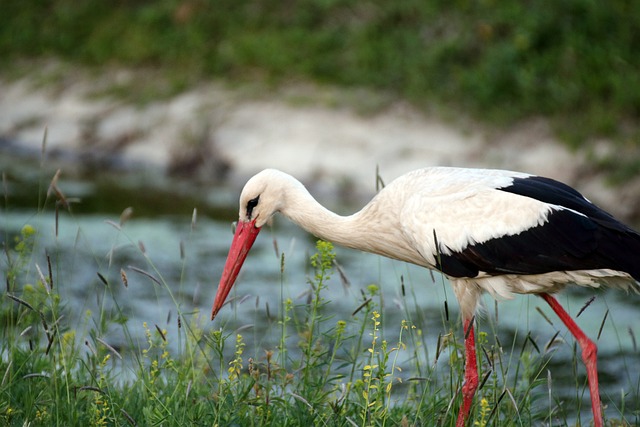 Stork Bird White - Free photo on Pixabay - Pixabay