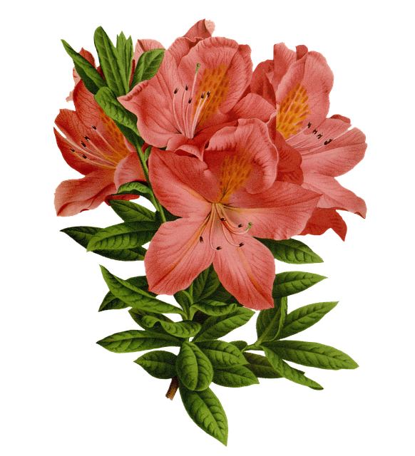 Download Flowers, Bloom, Garden. Royalty-Free Stock Illustration Image ...
