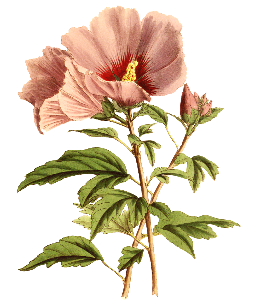 Flower Vintage Png