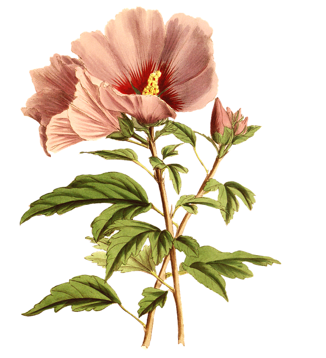 Download Flowers, Vintage, Bloom. Royalty-Free Stock Illustration Image ...