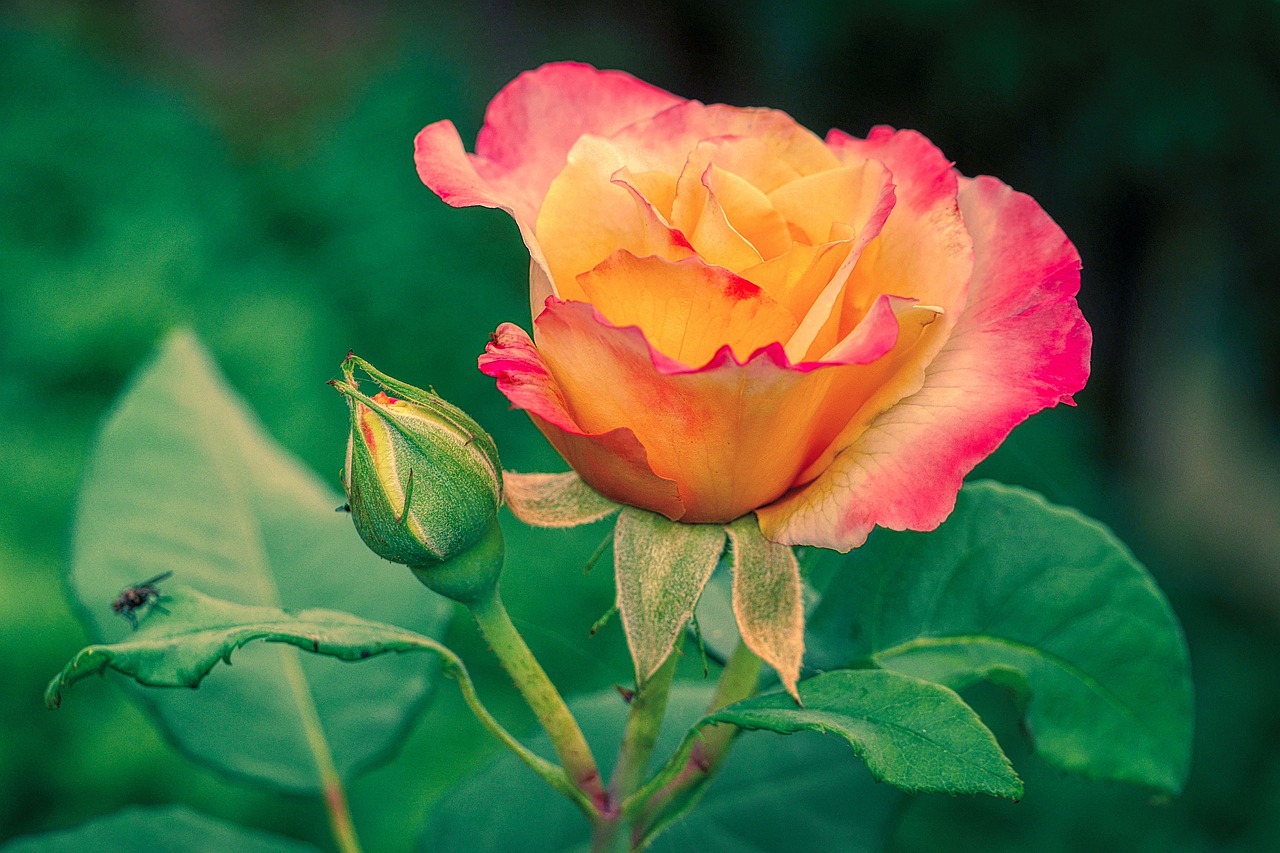 Fleur Bourgeon Rose - Photo gratuite sur Pixabay - Pixabay
