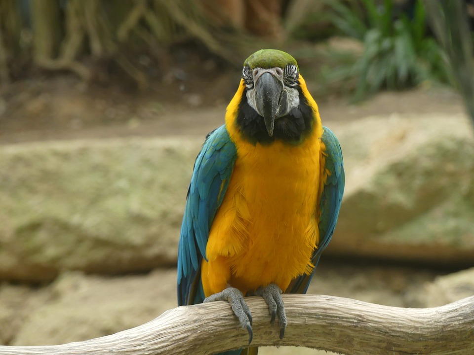 Bird Parrot Beak - Free photo on Pixabay - Pixabay