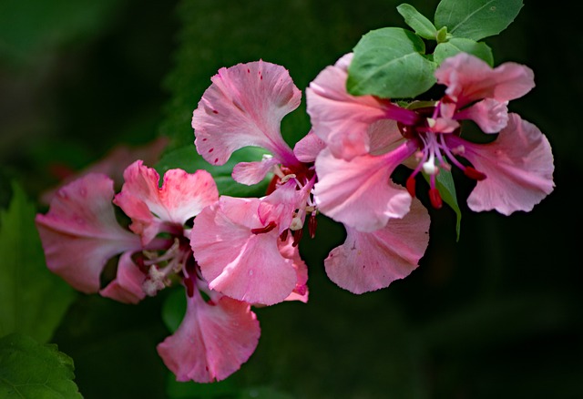 Clarkia Unguiculata Almond Rose - Free photo on Pixabay