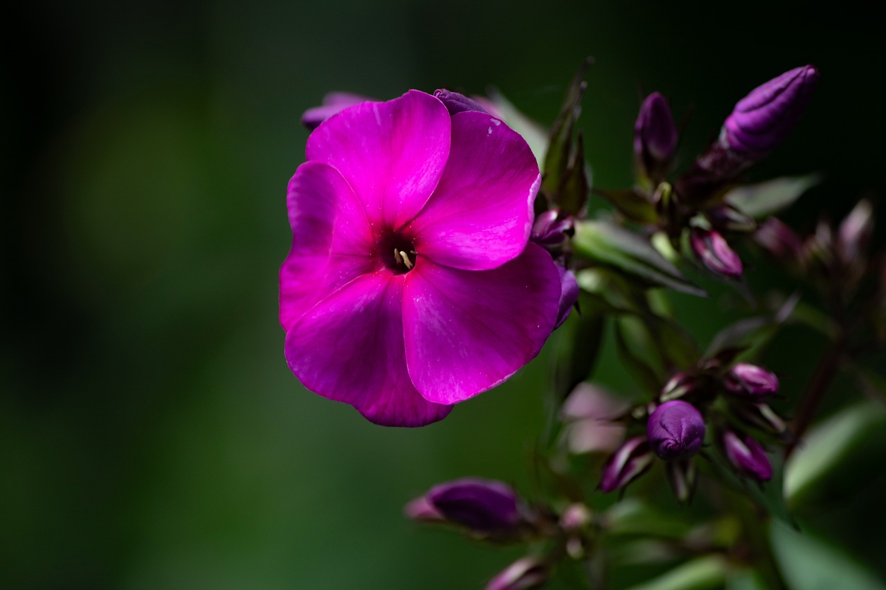 Phlox Paniculata Nicky Flor De - Foto gratis en Pixabay - Pixabay