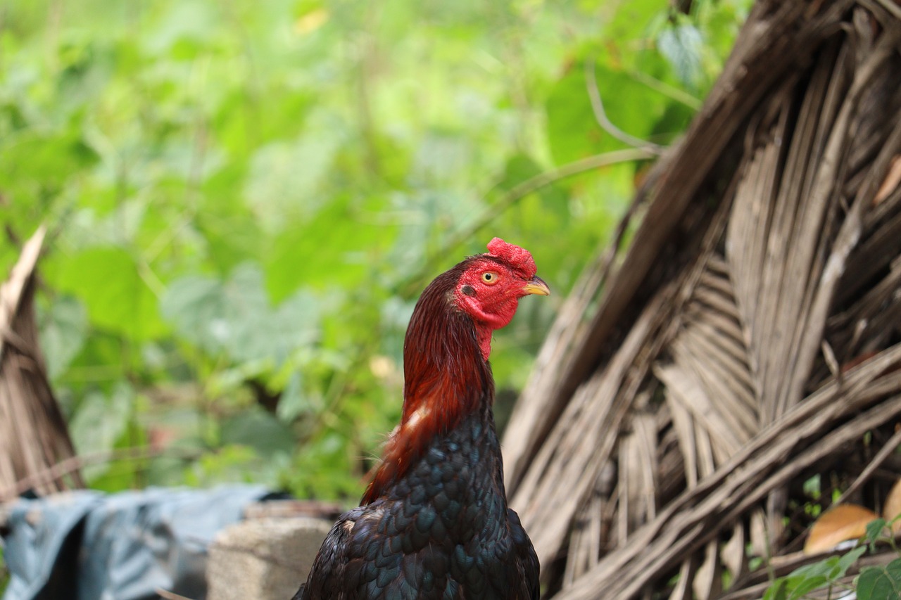 Gallina Pollo Pájaro - Foto gratis en Pixabay - Pixabay