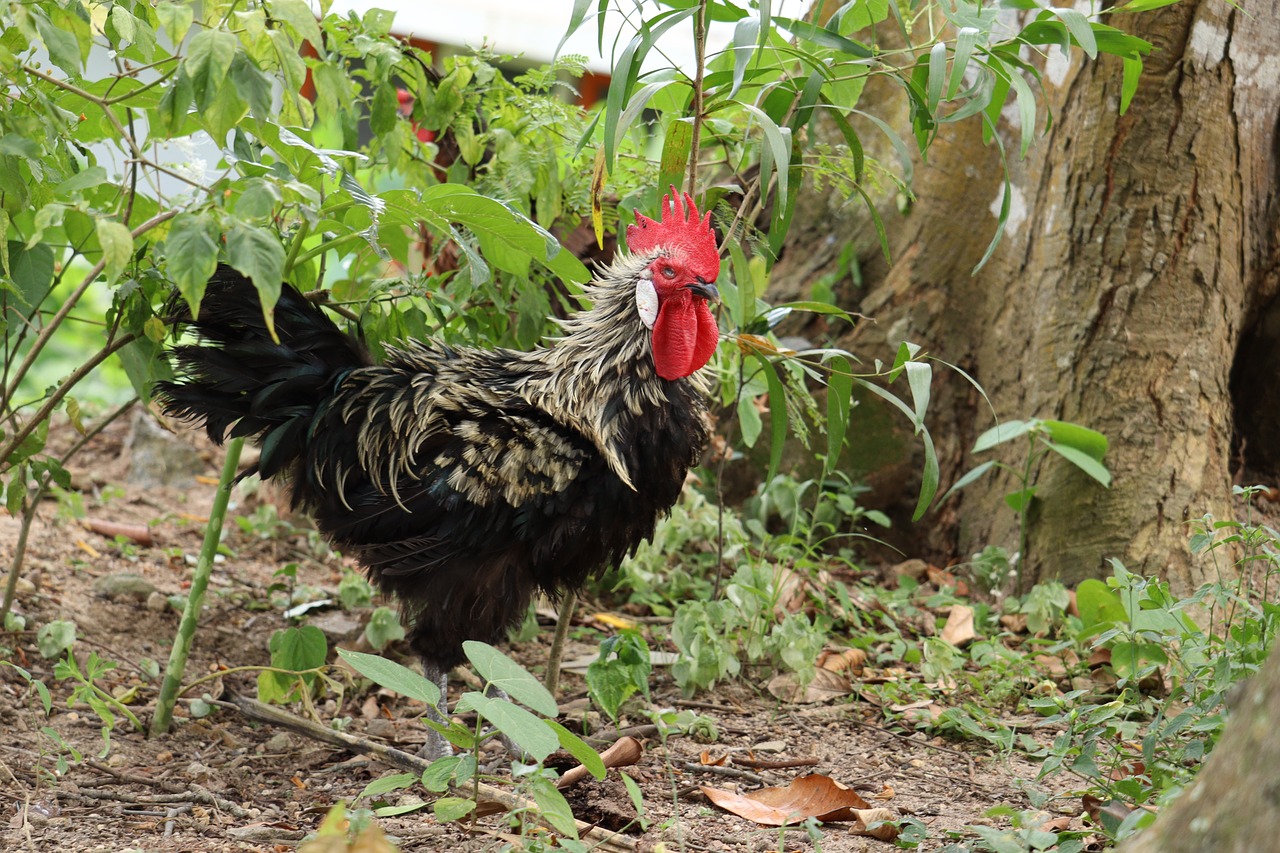 Poule Poulet Oiseau - Photo gratuite sur Pixabay - Pixabay