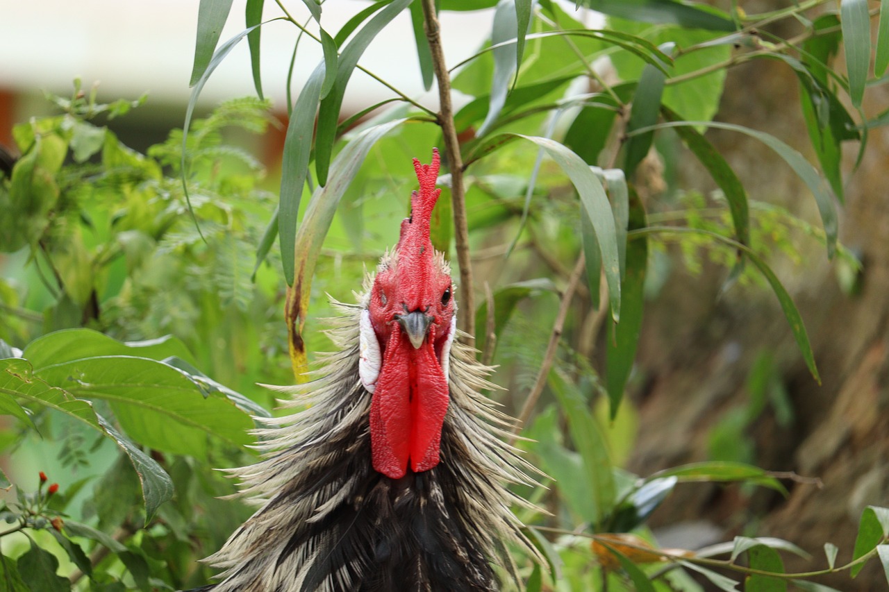 Hen Chicken Bird - Free photo on Pixabay - Pixabay