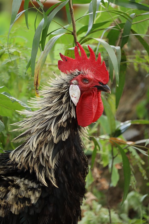 Gallina Pollo Pájaro - Foto gratis en Pixabay - Pixabay