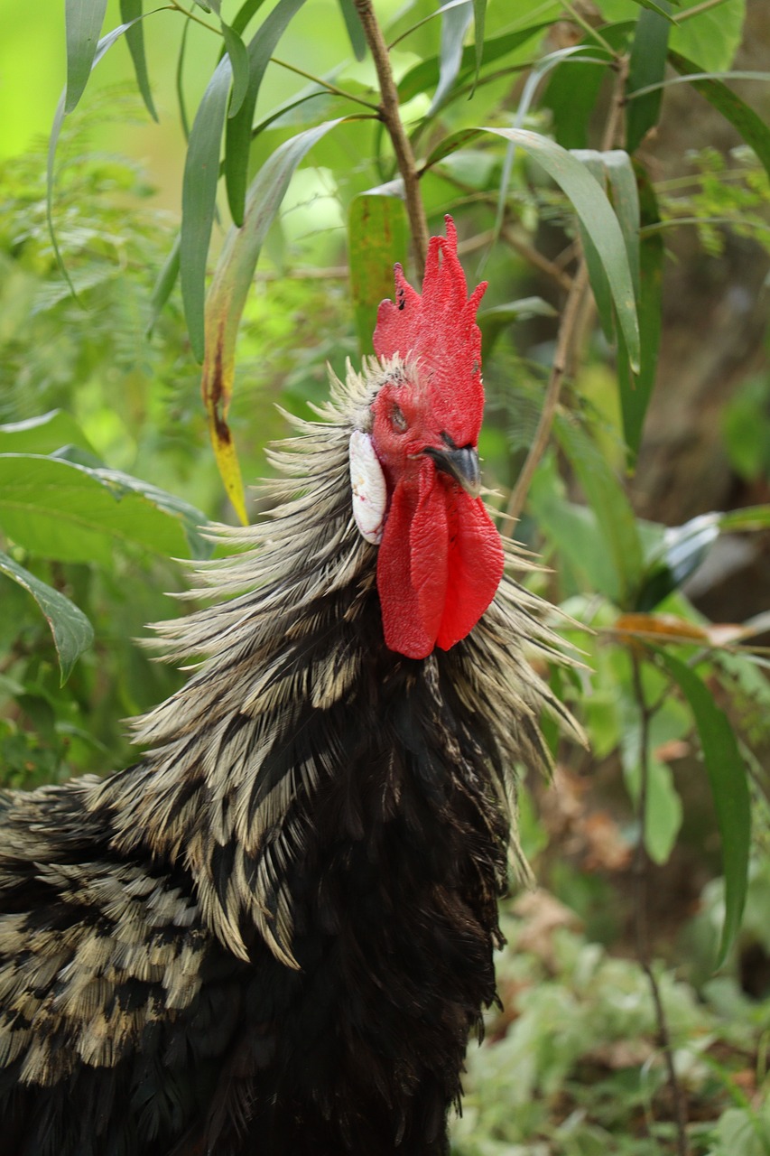Hen Chicken Bird - Free photo on Pixabay - Pixabay