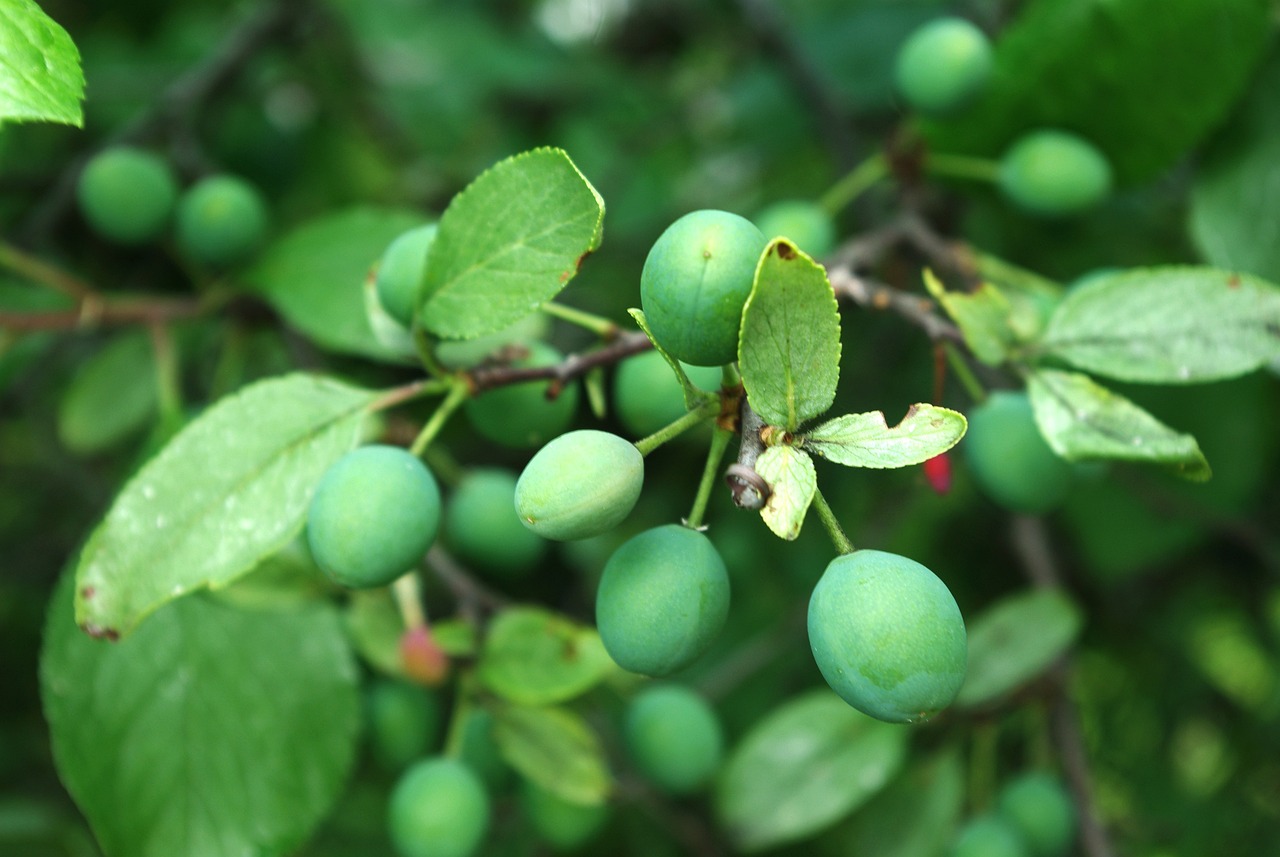 200+ Free Plum Bud & Nature Images - Pixabay