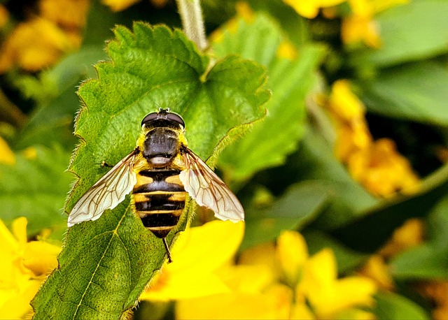 Biene Wespe Insekt - Kostenloses Foto auf Pixabay - Pixabay