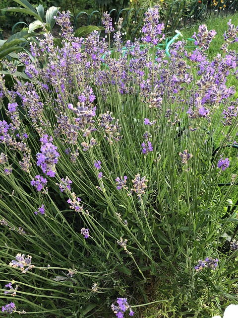 Lavender Bunga - Foto gratis di Pixabay - Pixabay