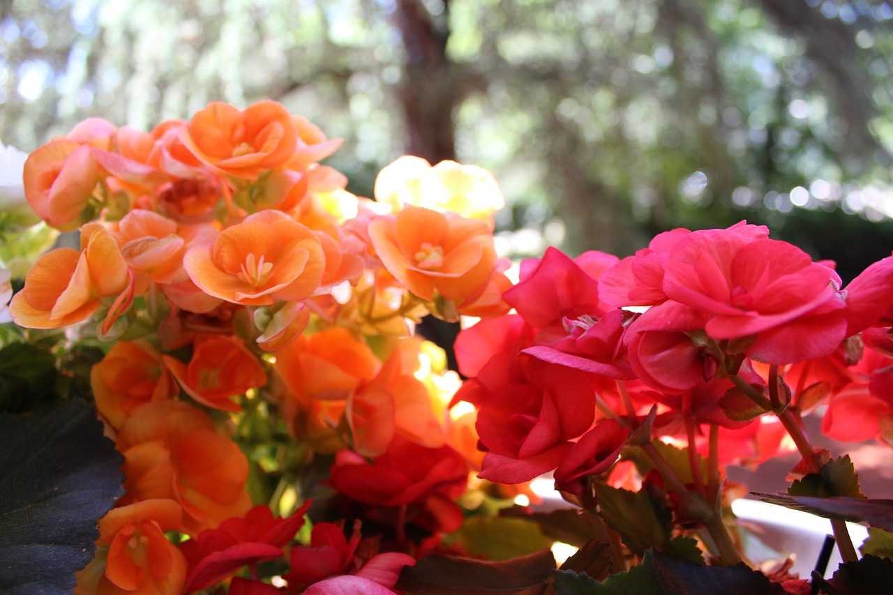 Flowers Colorful Garden - Free photo on Pixabay - Pixabay