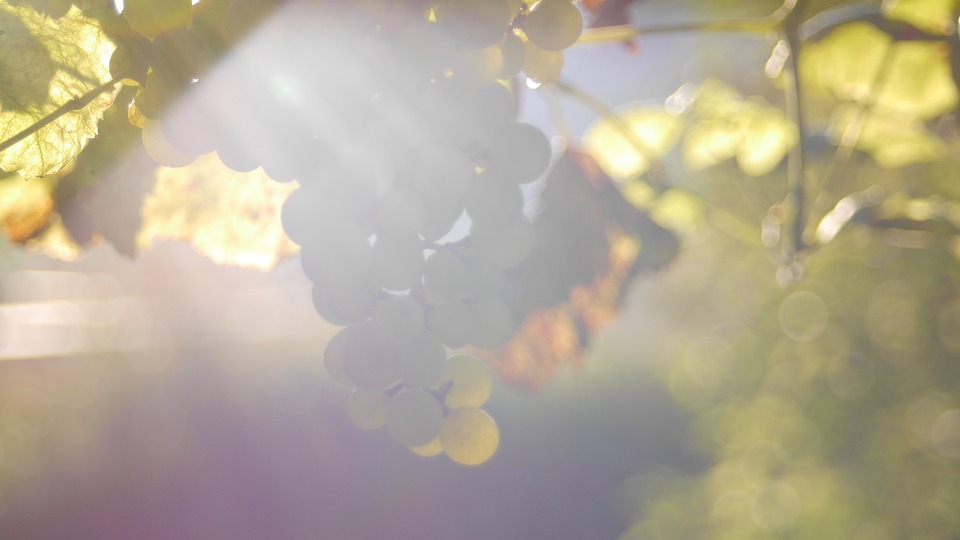 Traube Wein Weinstock - Kostenloses Foto auf Pixabay - Pixabay
