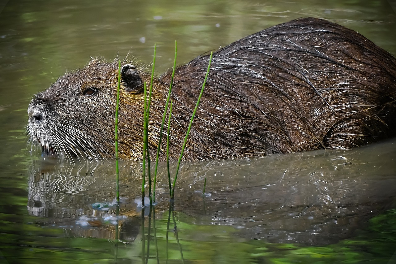 Myocastor-Coypus Nutria Rodent - Free photo on Pixabay