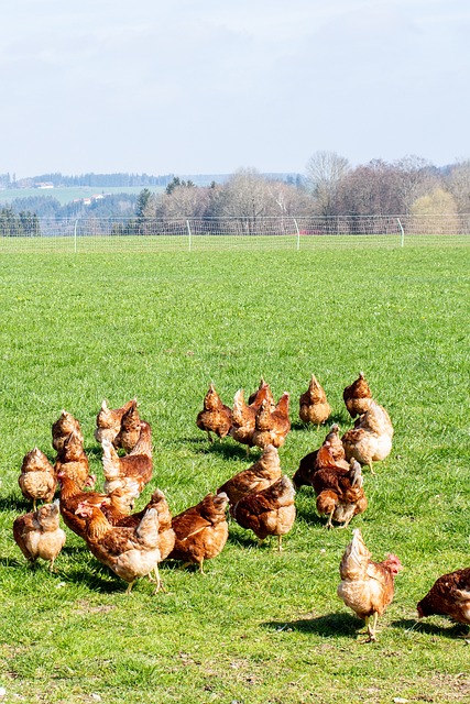 Les Poules Poulets En Plein Air - Photo gratuite sur Pixabay - Pixabay