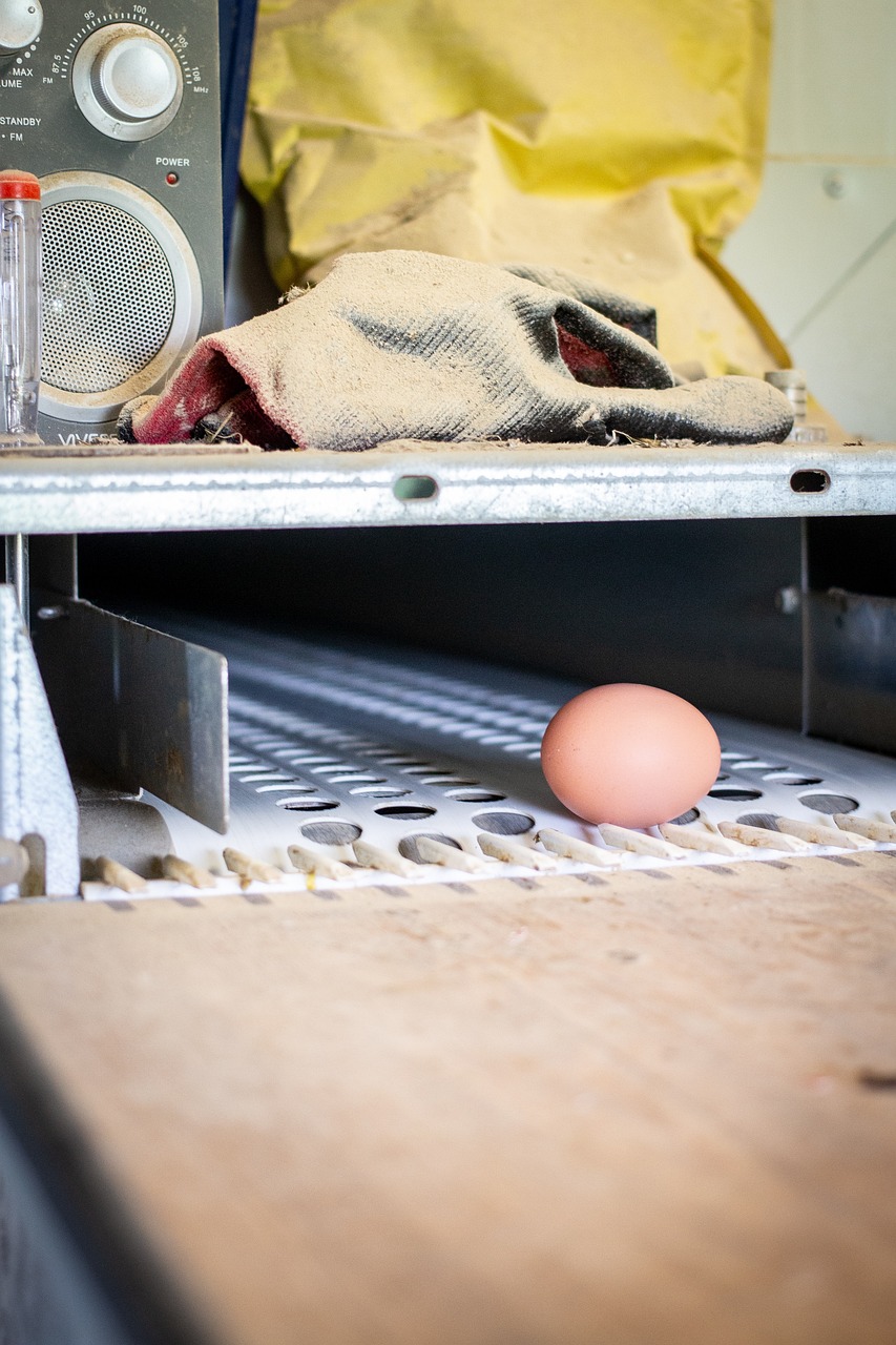 Organic Eggs Egg Shells - Free photo on Pixabay - Pixabay