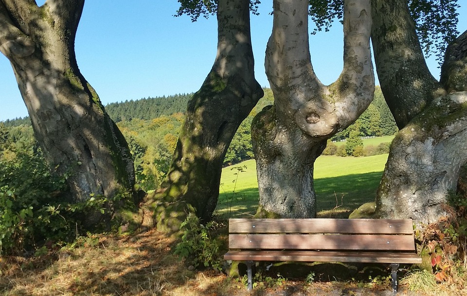 Bank Baum Ausruhen - Kostenloses Foto auf Pixabay - Pixabay