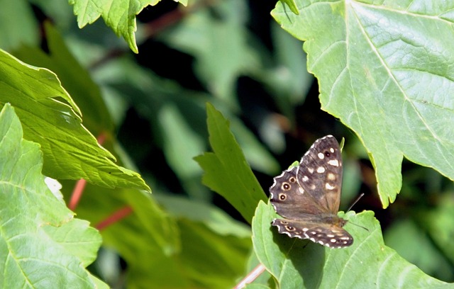 Papillon Tircis Brown - Photo gratuite sur Pixabay - Pixabay