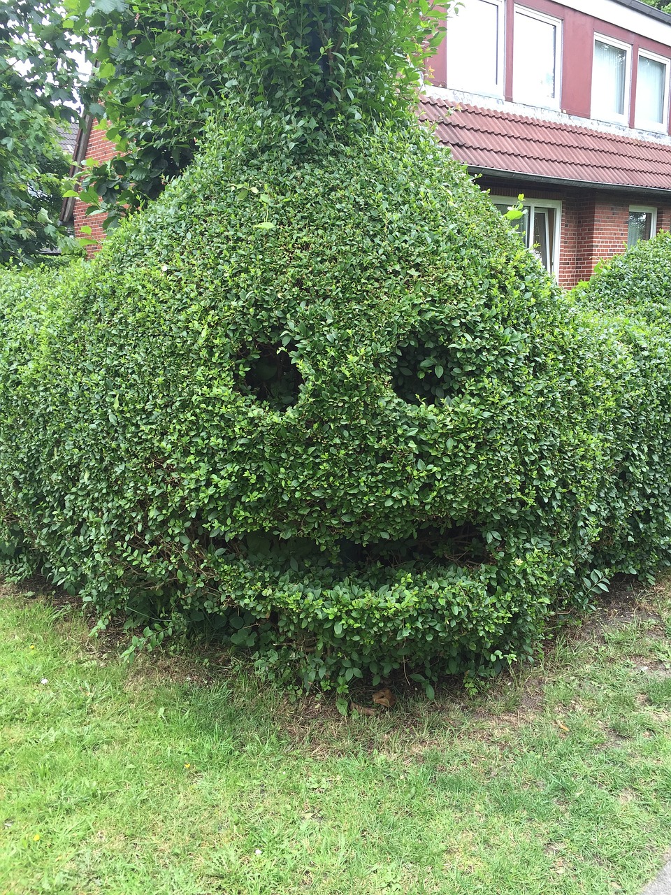 Hedge Fun Bird - Free photo on Pixabay - Pixabay