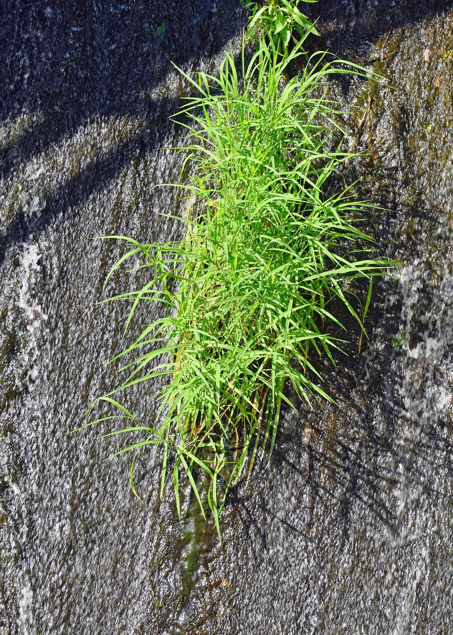 Water Rushing Weed - Free photo on Pixabay