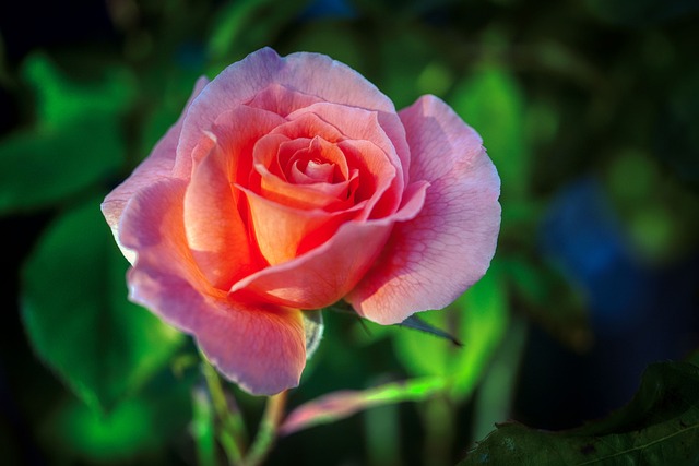 Fleur Rose Pétales - Photo gratuite sur Pixabay - Pixabay