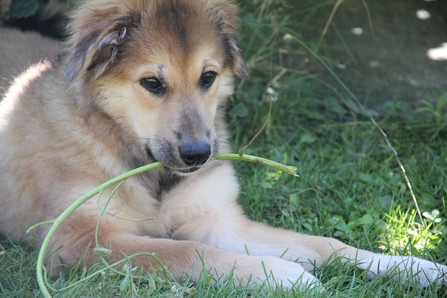Hund Welpe Garten - Kostenloses Foto auf Pixabay - Pixabay