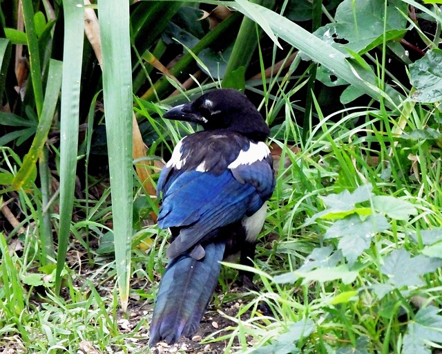 Magpie Black White Free Photo On Pixabay Pixabay