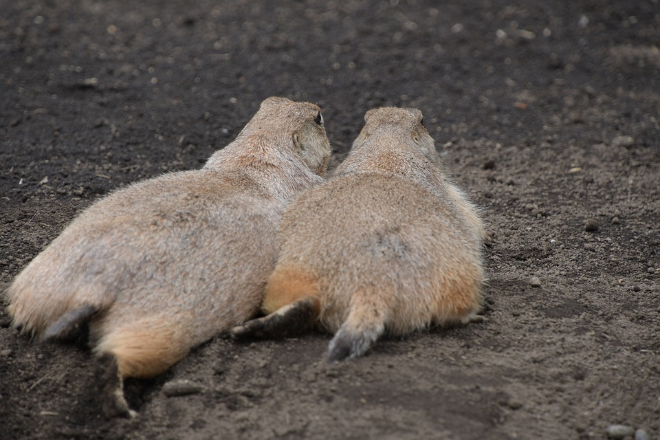 Prairiedog Lie Hide - Free photo on Pixabay